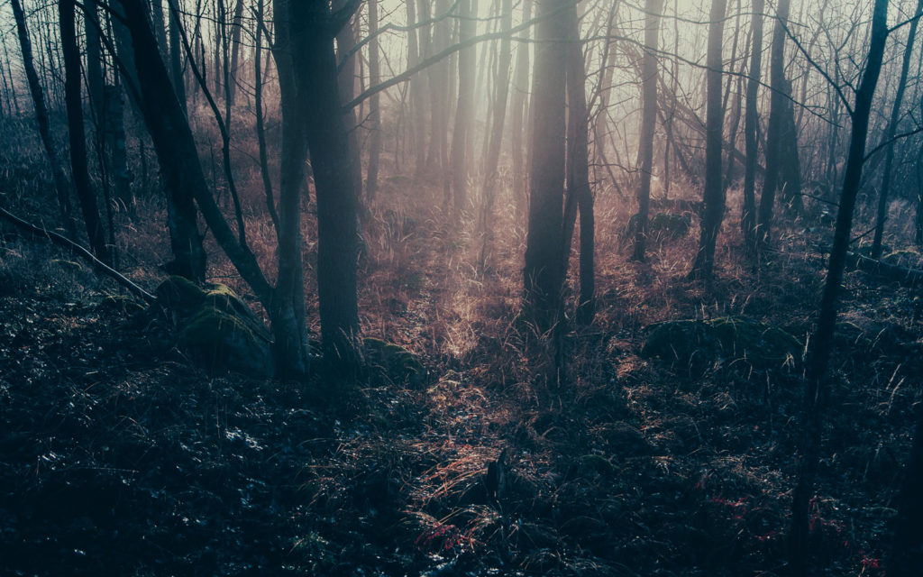 Medicare & Chronic Care: Feds Clearing Out Underbrush?